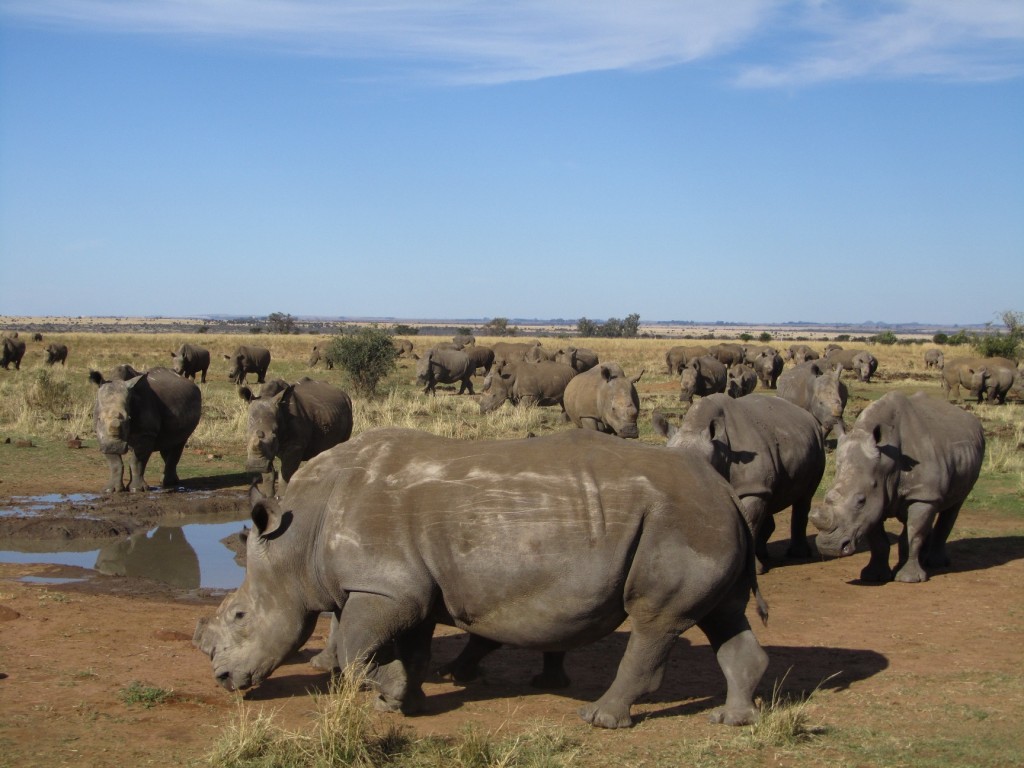 An inside look at the world’s biggest Rhino farm & the man behind it ...