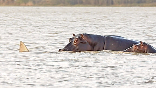 Watch: Incredible footage of a bull shark taking on a pod of hippos