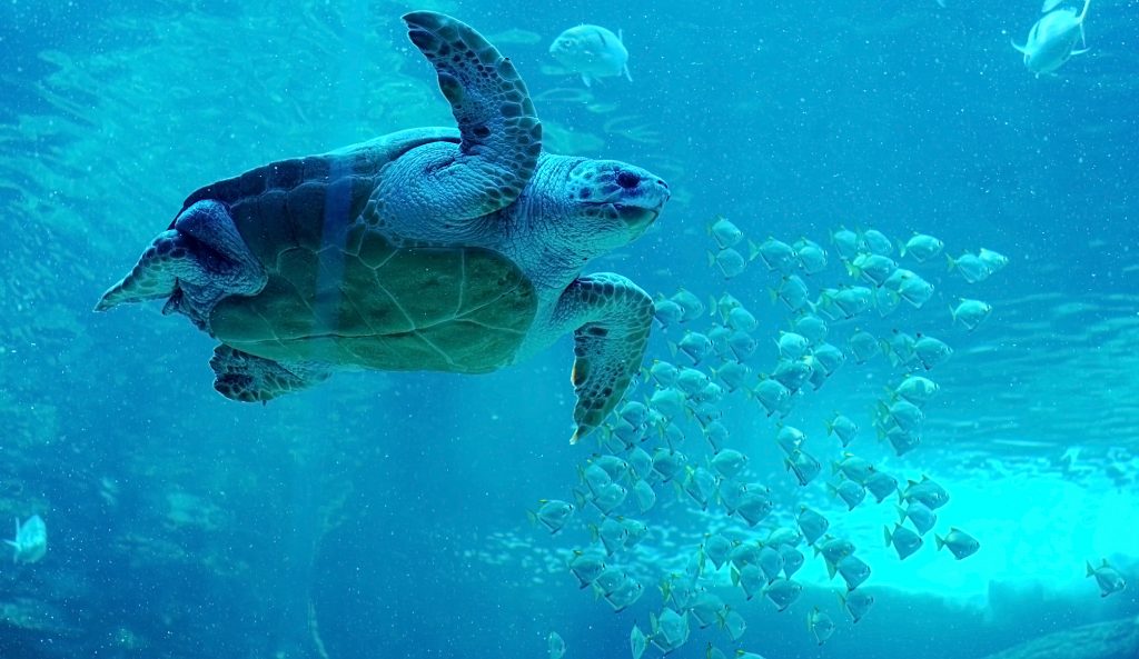 Yoshi: The amazing story of a turtle who swam from SA all the way to Aus!
