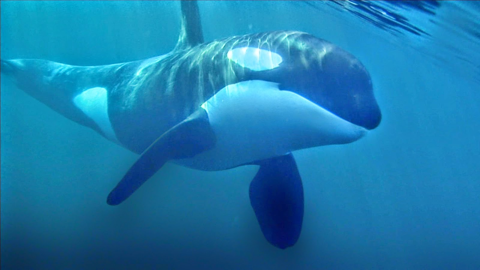 Watch: Beautiful Orca's swimming off the coast of Sodwana Bay