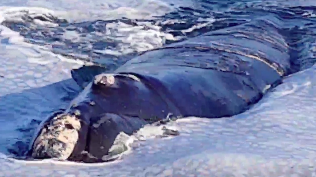 Watch: The Whales are swimming into Hermanus right on schedule!