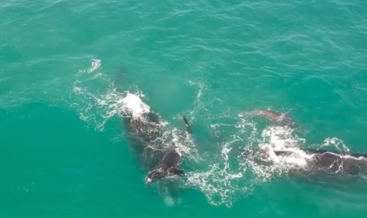 Watch: Heartwarming footage of two whales & thier calves swimming in ...