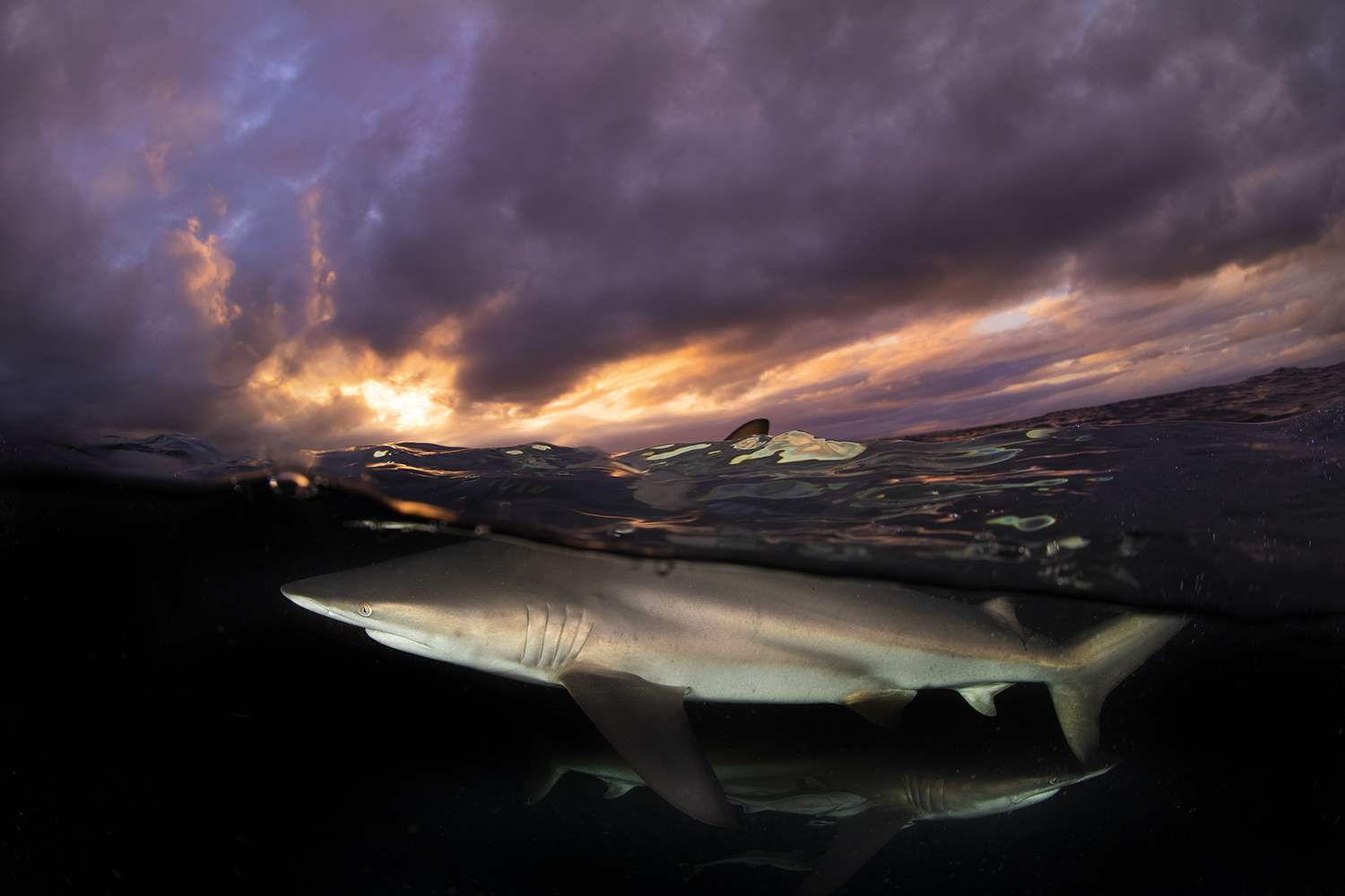 Pics: South African Photographer wins prestigious award for shark photos!