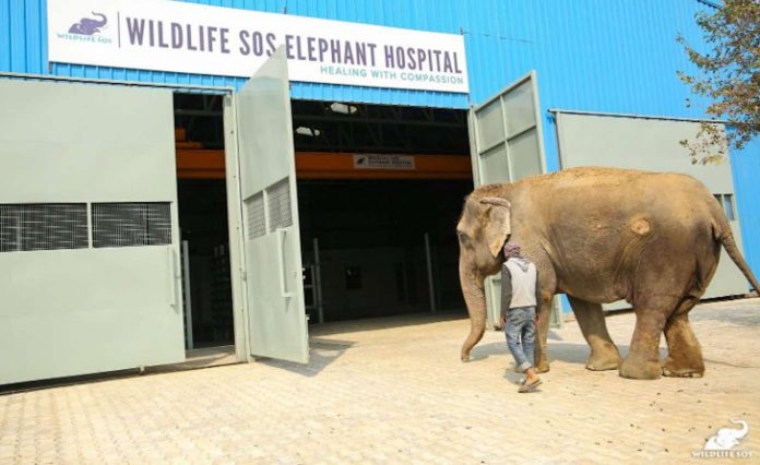 A hospital has been launched to care for abused elephants
