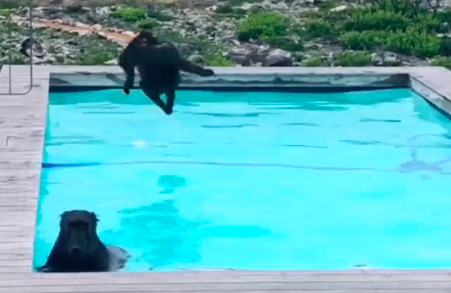 Watch: Two baboons have the holiday we are all dreaming of #Cute