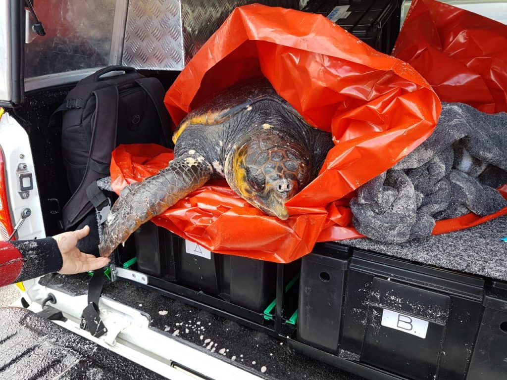 Pics: Seal and Loggerhead Turtle rescued from fishing net