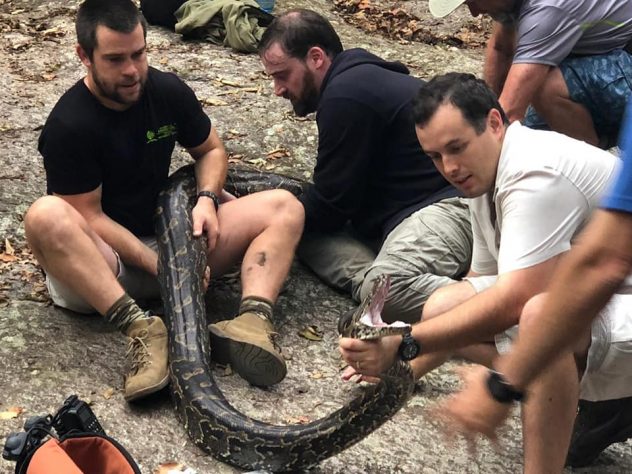South Africans are losing their minds at the size of python found in Durban