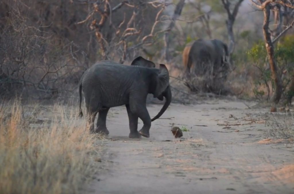 A video of an Elephant calf using ball of dung to have a little fun is ...