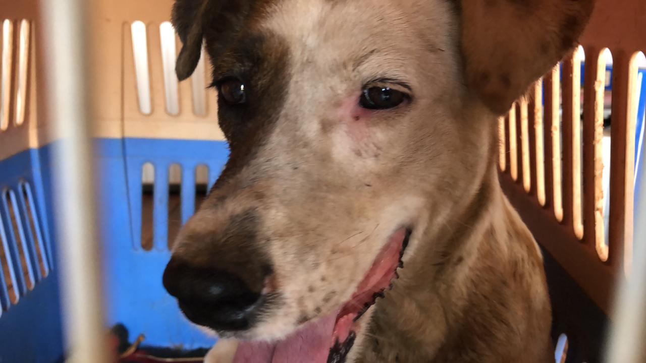 Watch: Incredible rescue of dog and pups from a storm drain in Pretoria!