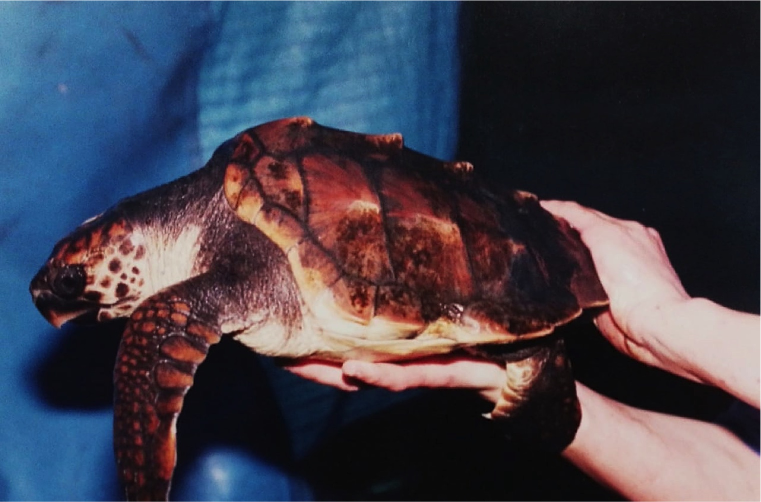 Yoshi: The amazing story of a turtle who swam from SA all the way to Aus!