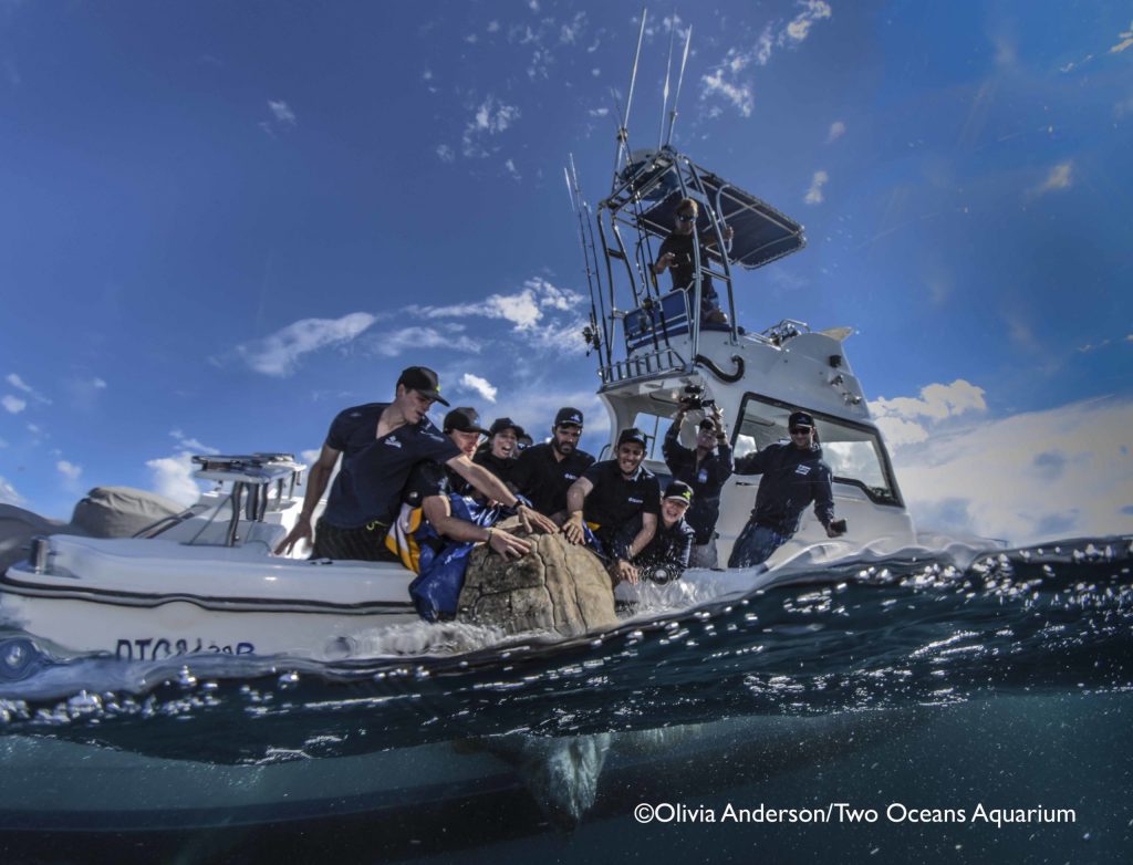 Yoshi: The amazing story of a turtle who swam from SA all the way to Aus!