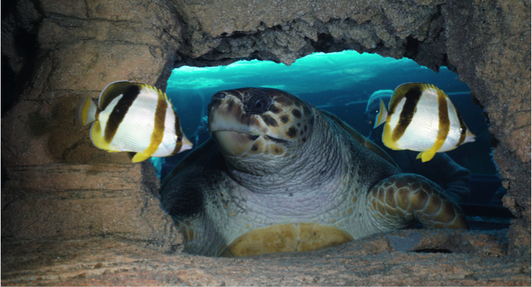 Yoshi: The amazing story of a turtle who swam from SA all the way to Aus!