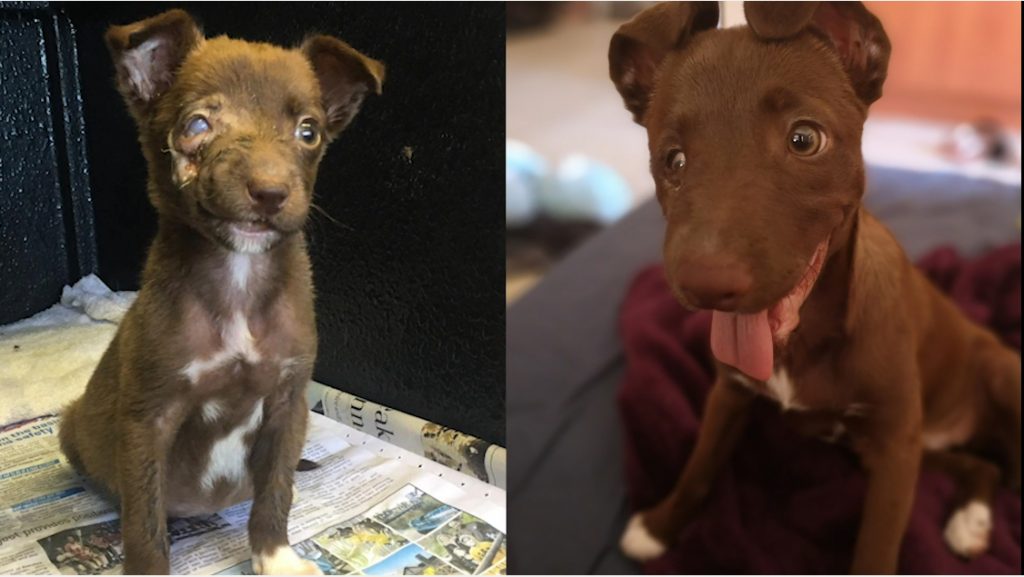 Disowned puppy with deformity becomes cutest mascot for Animal Clinic!