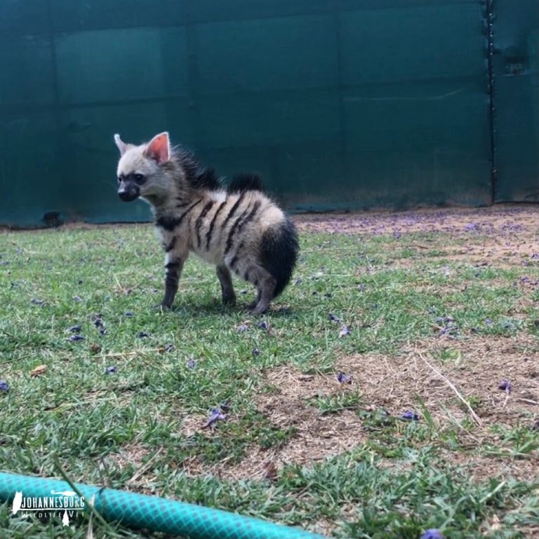 Wildlife vet ask for help feeding rescued aardwolf pup as she grows fast!