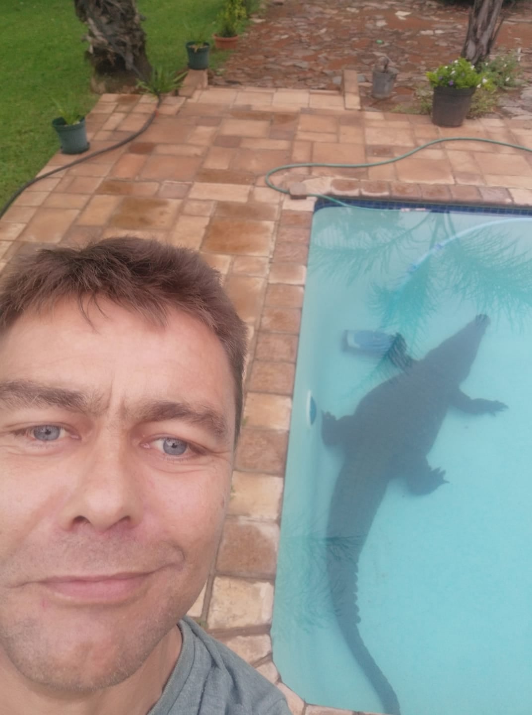 Crocodile In Swimming Pool