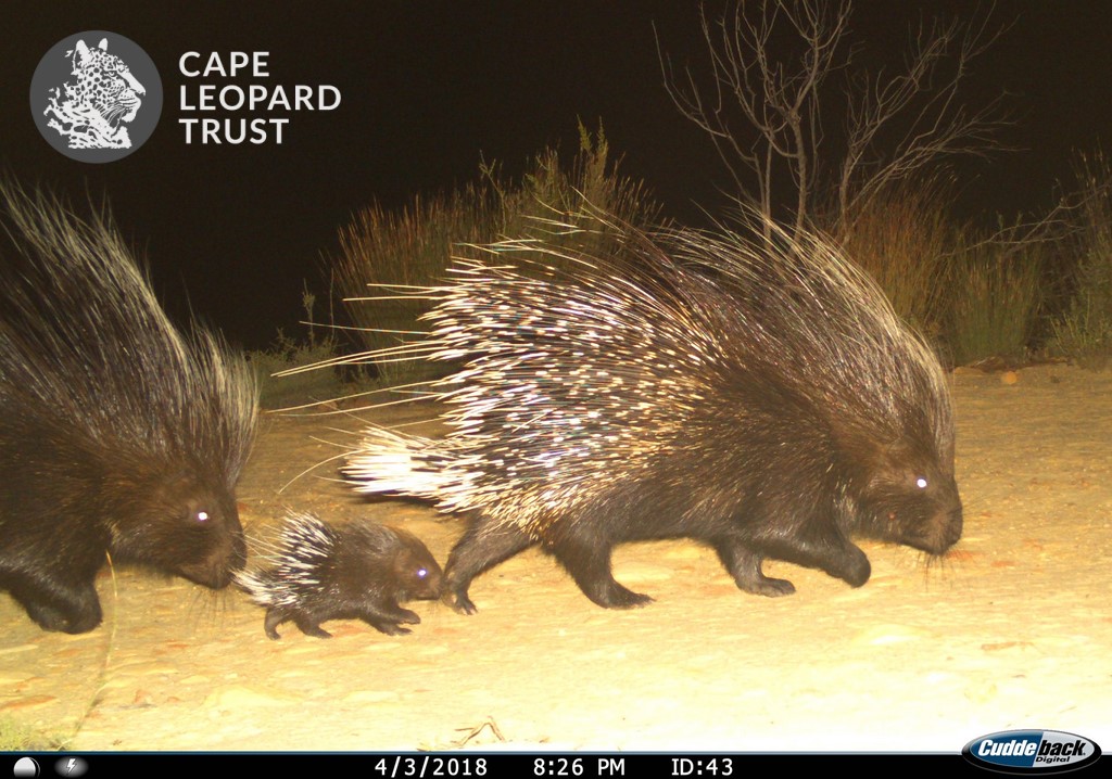 Wildlife Camera Captures Exciting Image of Family of Porcupines