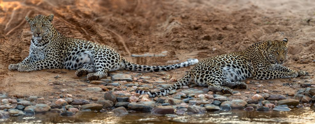 Leopard Siblings Rescued, Rehabilitated And Released Into The Wild!