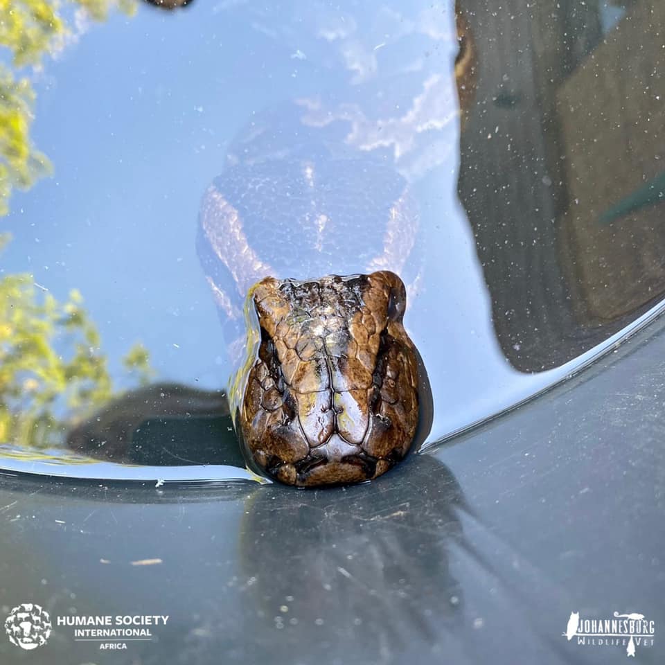 Rescued Endangered Southern African Python is Expecting - A Win for SA