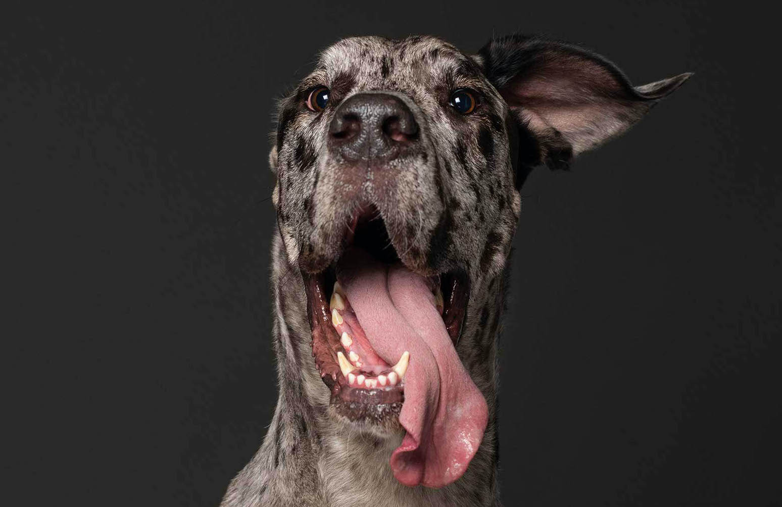 Photographer Hosts Pet-Friendly Art Exhibition Featuring Rescued Pets