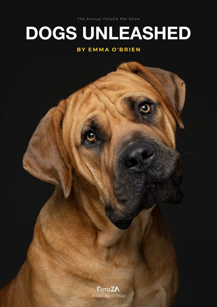 Photographer Hosts Pet-Friendly Art Exhibition Featuring Rescued Pets