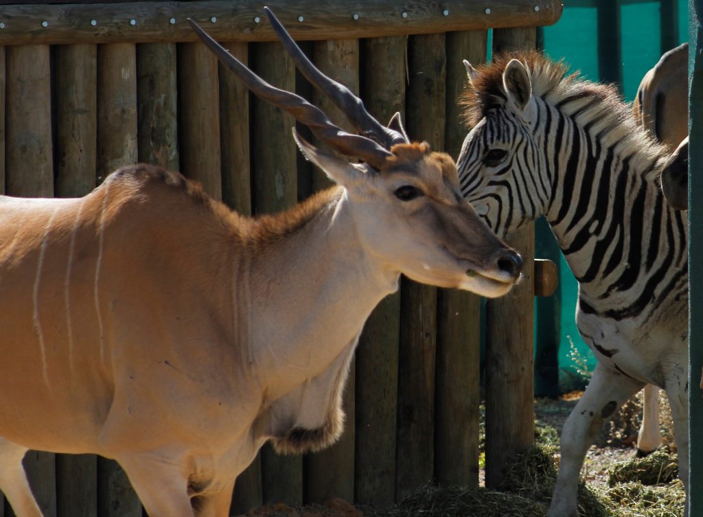 The Quagga Project - Bringing an Animal Back From Extinction!