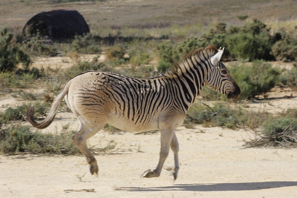 The Quagga Project - Bringing an Animal Back From Extinction!
