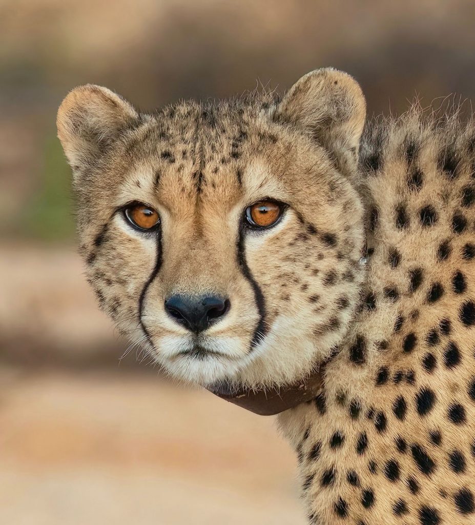Cheetah Released to Newly Established Game Reserve is Conservation ...