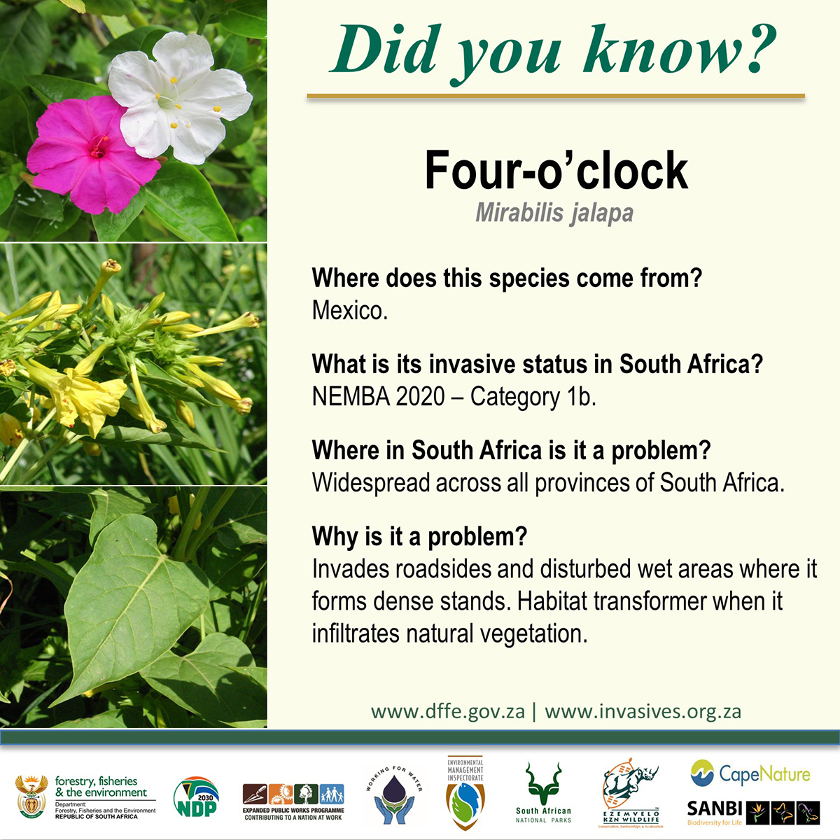 With Spring in Full Swing - These Are the Invasive Flowers to Watch Out For