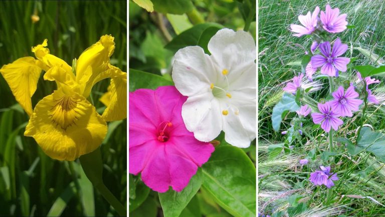 With Spring in Full Swing - These Are the Invasive Flowers to Watch Out For