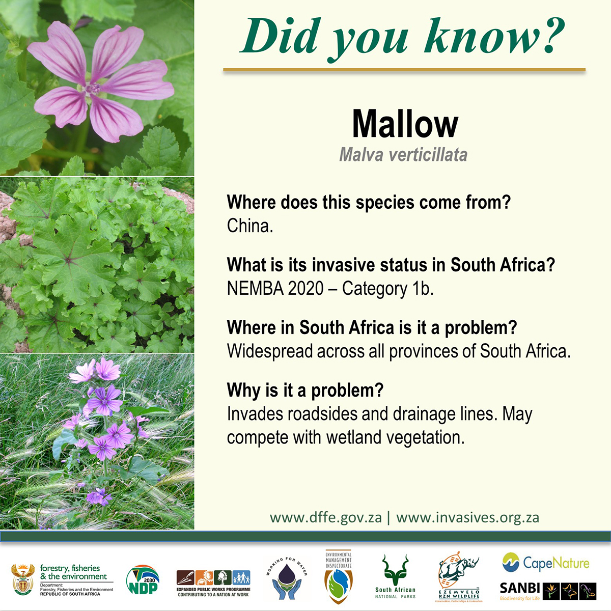 With Spring in Full Swing - These Are the Invasive Flowers to Watch Out For