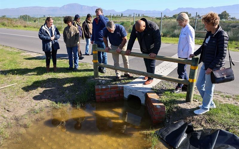 Tunnels Were Built to Protect Proudly South African Toads in Cape Town!