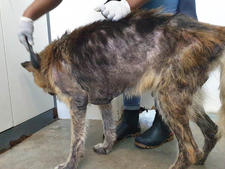 Courage the Dog: A Survivor's Tale of Resilience, Compassion, and Hope!