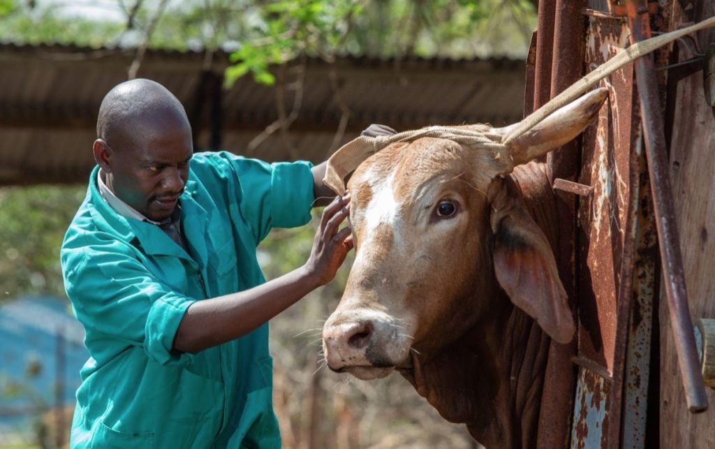 Vets and Veterinary Nurses Reinstated to South Africa’s Critical Skills ...