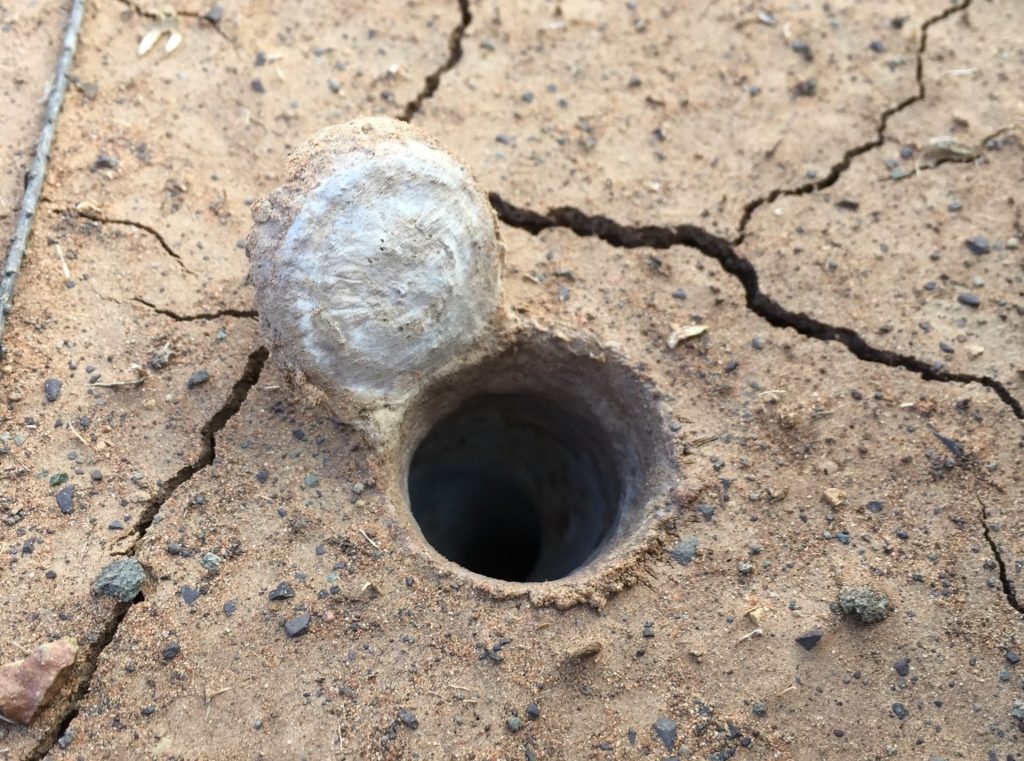 Local Researchers Discover Nine Trapdoor Spider Species