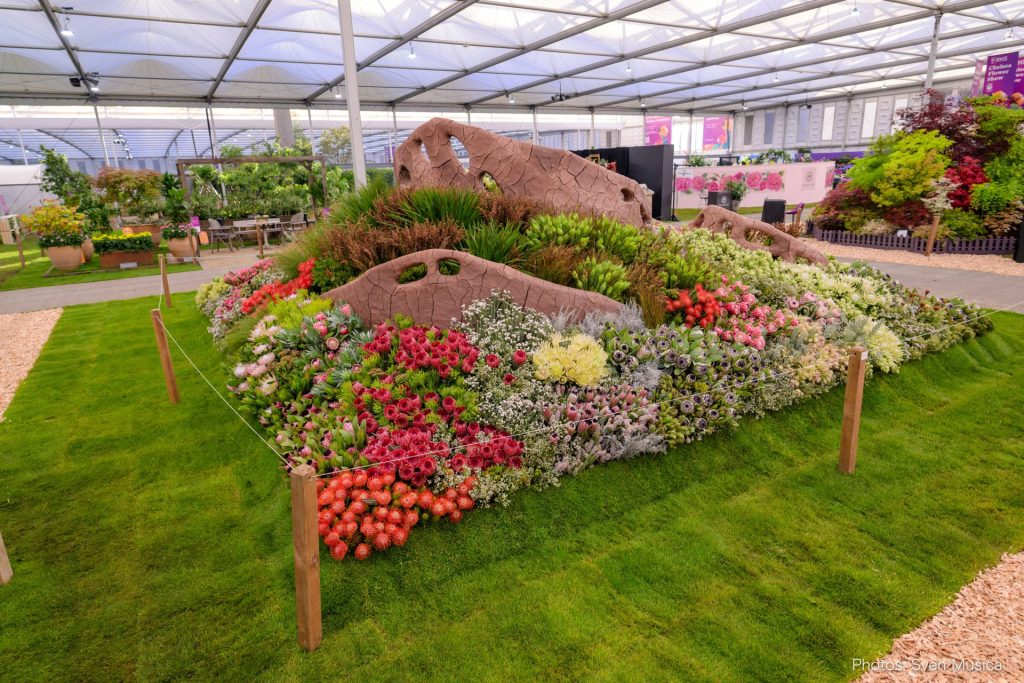 SA Flora Display Blooms with Gold at RHS Chelsea Flower Show