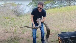 KZN Snake Rescuers Brave Freeway to Rescue Python Trio