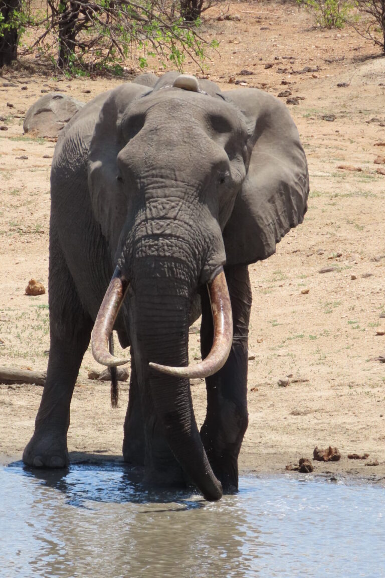 Elephants Alive Shepherd Programme: A New Approach to Human-Elephant ...