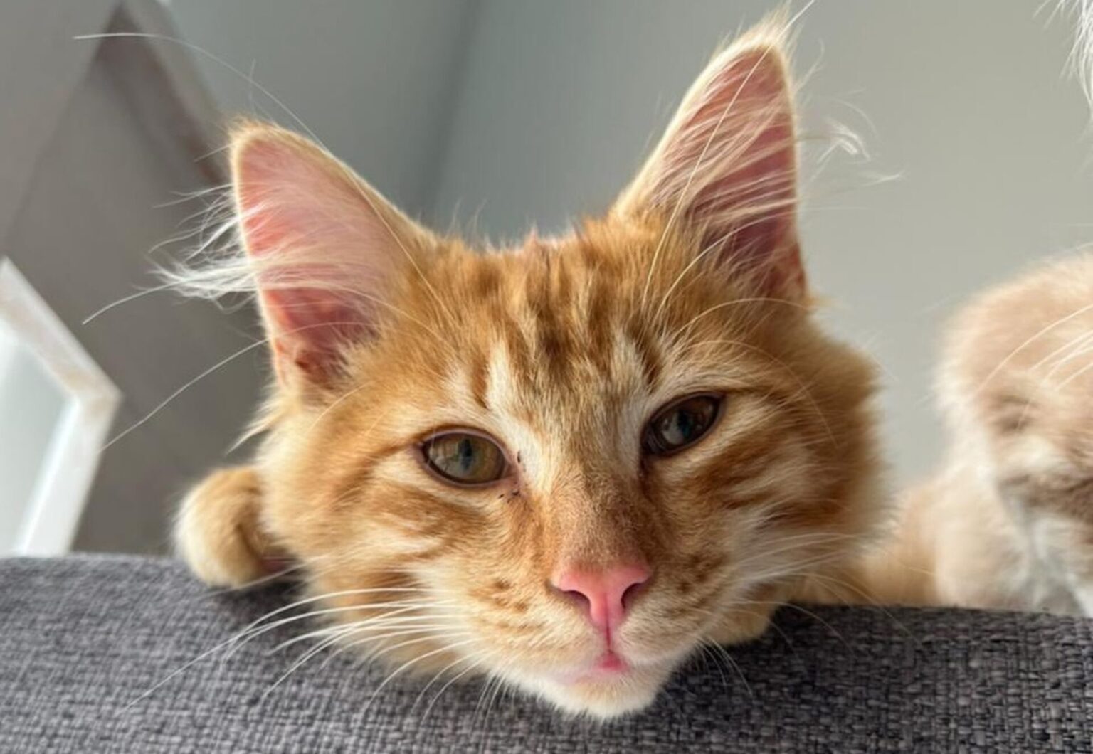 A June Miracle: Felix the Cat Returns Home After 912 Days!