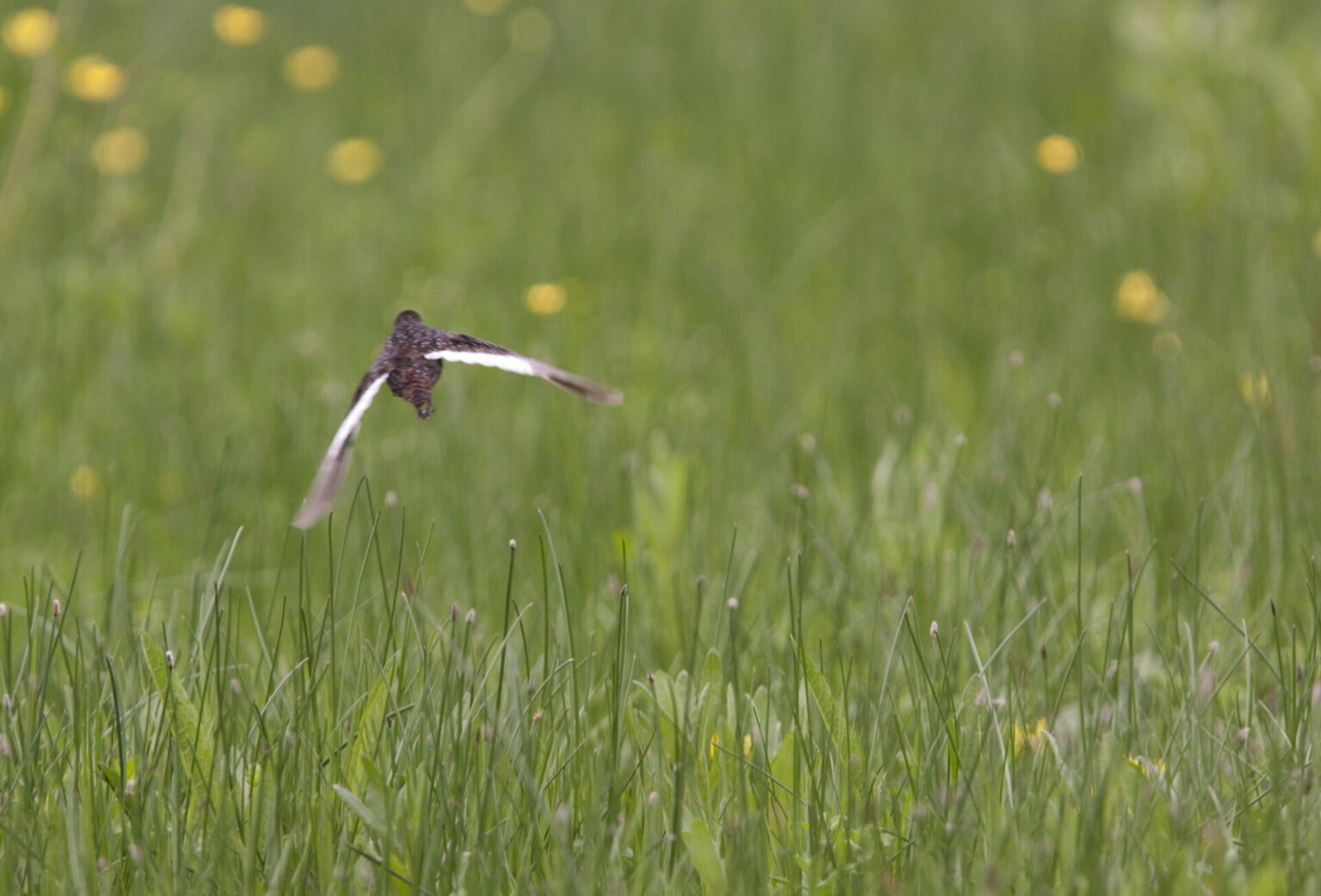 Elusive White-winged Flufftail Downlisted After Decade of Conservation