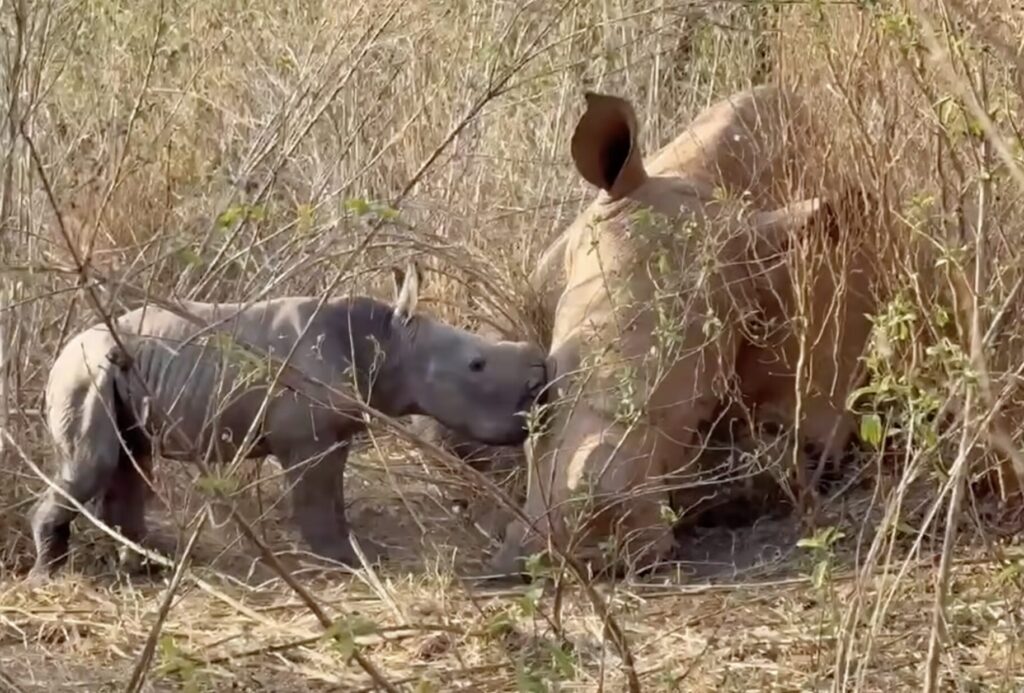 ⁠Rubybelle the Orphaned Rescue Gives Birth to Her First Rhino Calf
