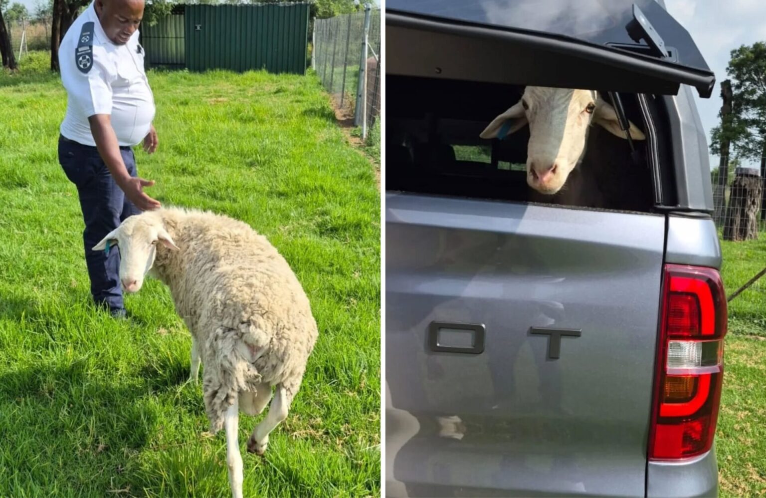 Midrand Inspectors Brave Traffic to Bring Wounded Sheep to Safety